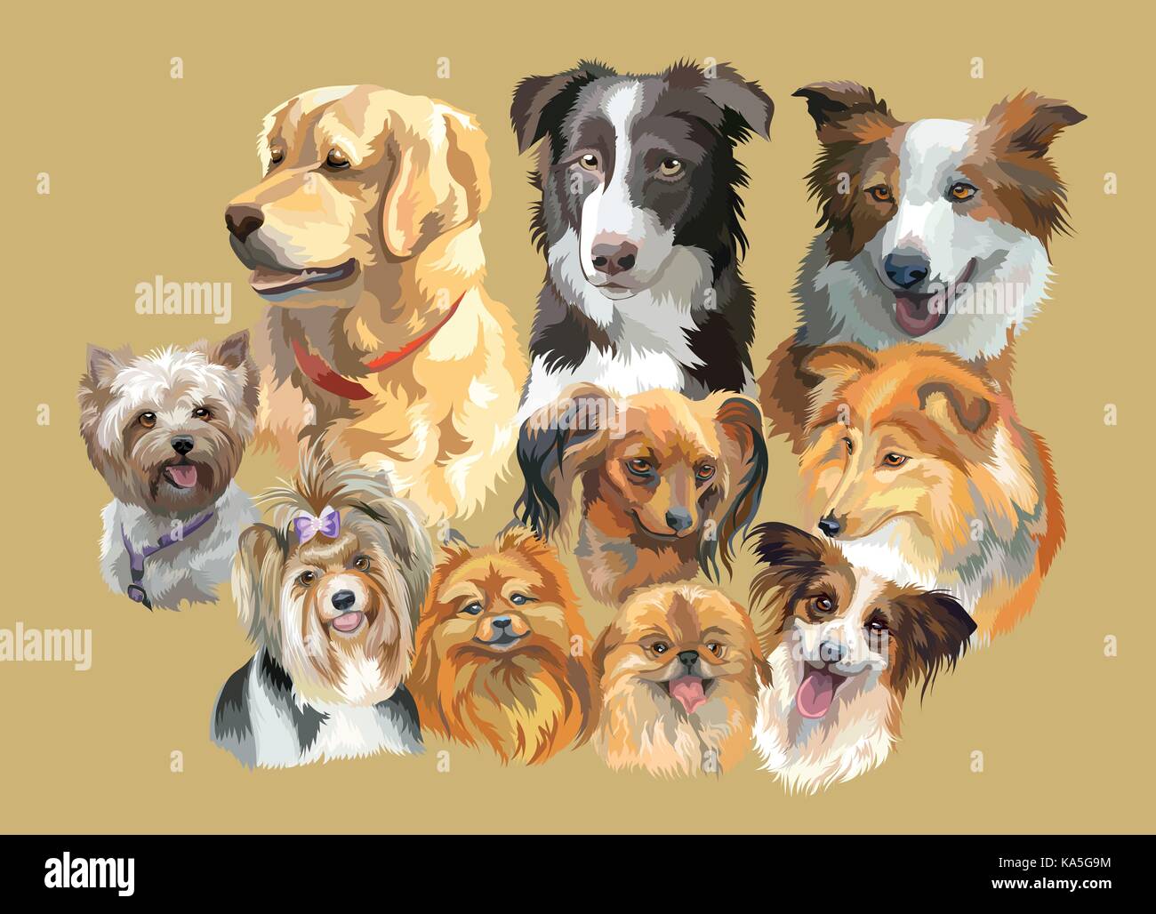 Golden Border Dog