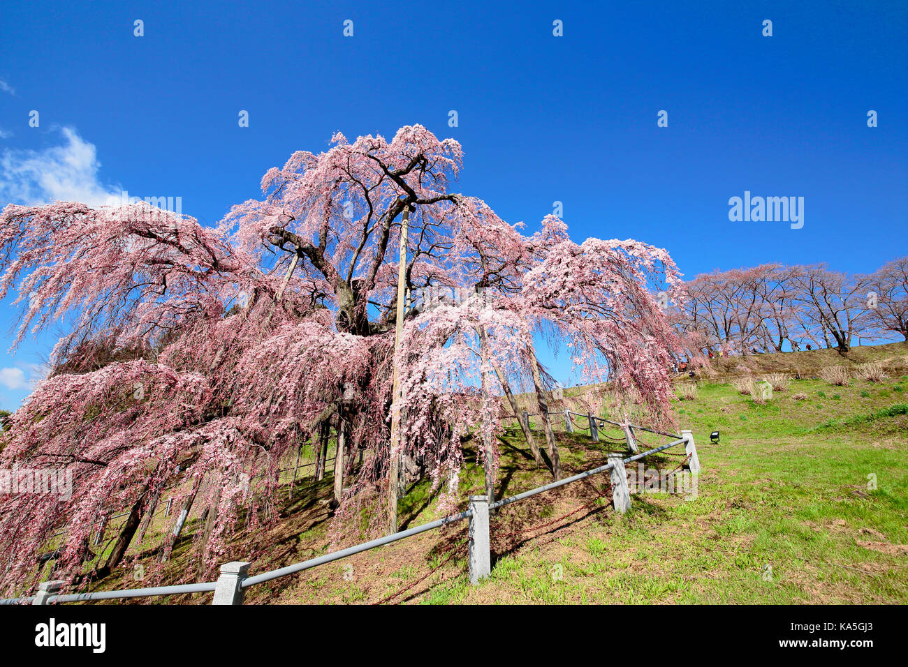Taki cherry tree of Miharu Stock Photo - Alamy