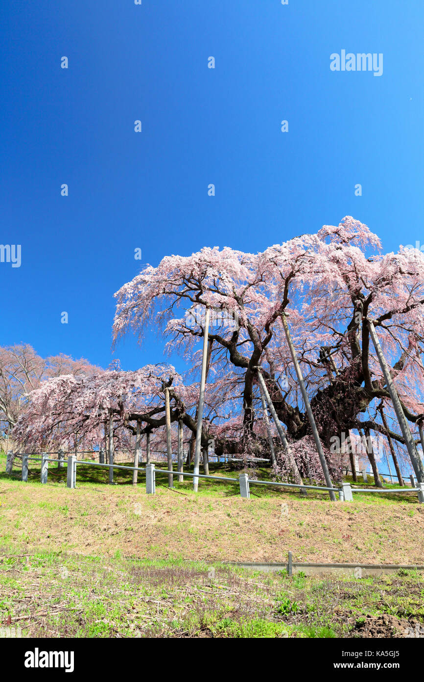 Taki cherry tree of Miharu Stock Photo - Alamy