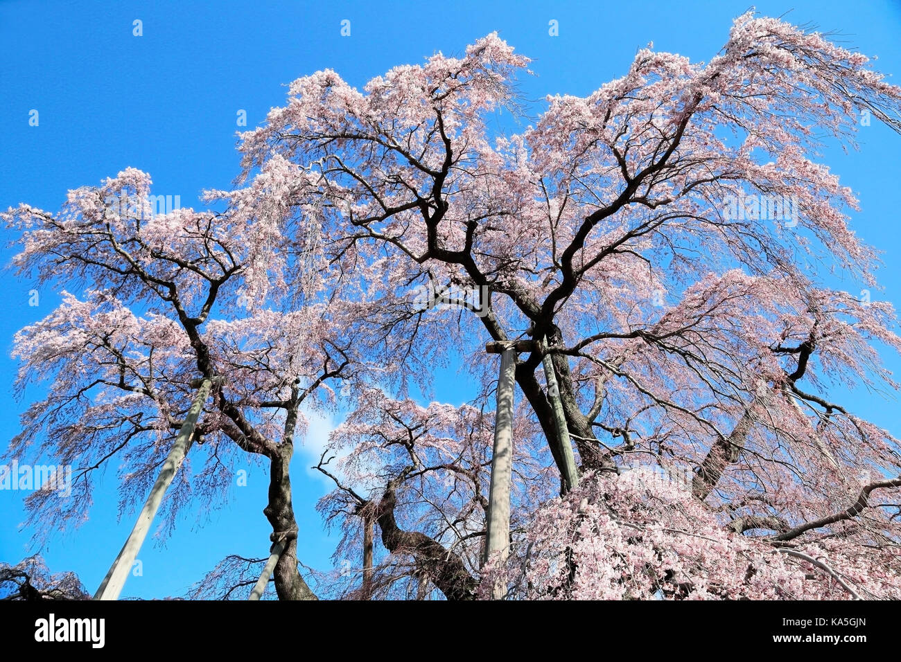 Taki cherry tree of Miharu Stock Photo - Alamy