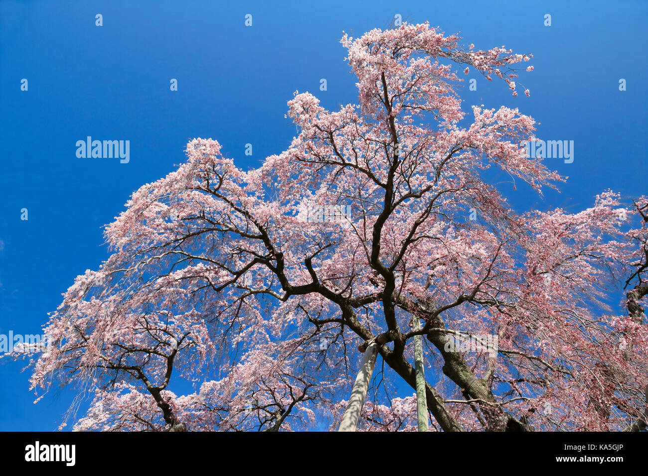 Taki cherry tree of Miharu Stock Photo - Alamy