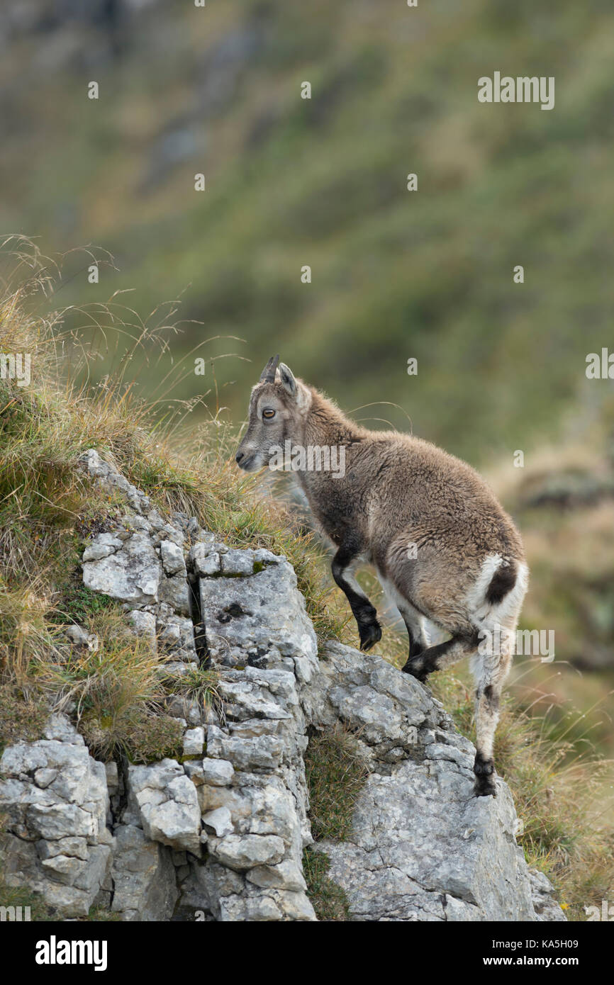 Young Alpine Ibex / Steinbock / Alpensteinbock (Capra ibex) climbing up ...