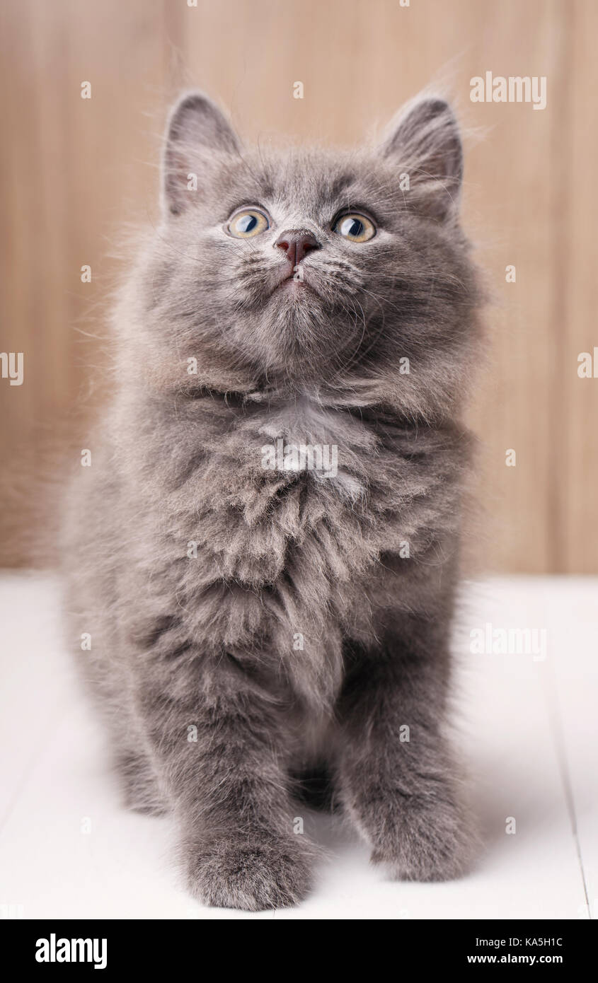 Kurilian bobtail hi-res stock photography and images - Alamy