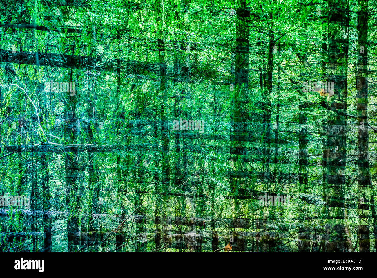Double Exposure Trees in Basque Country Forest Stock Photo - Alamy