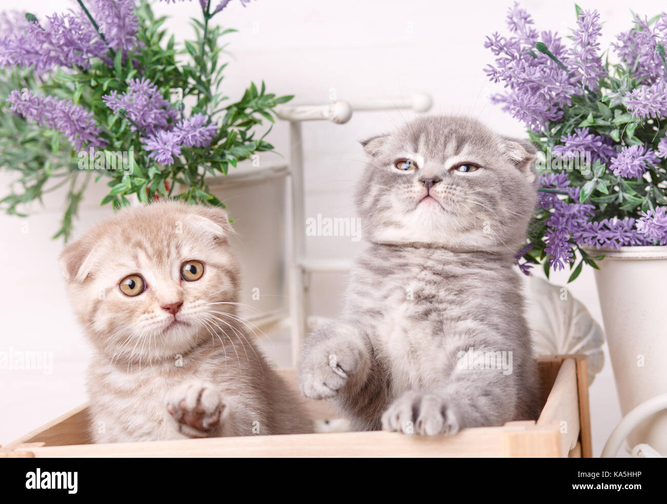 Interesting Scottish kittens. Thoroughbred cats. Couple fold cats Stock ...