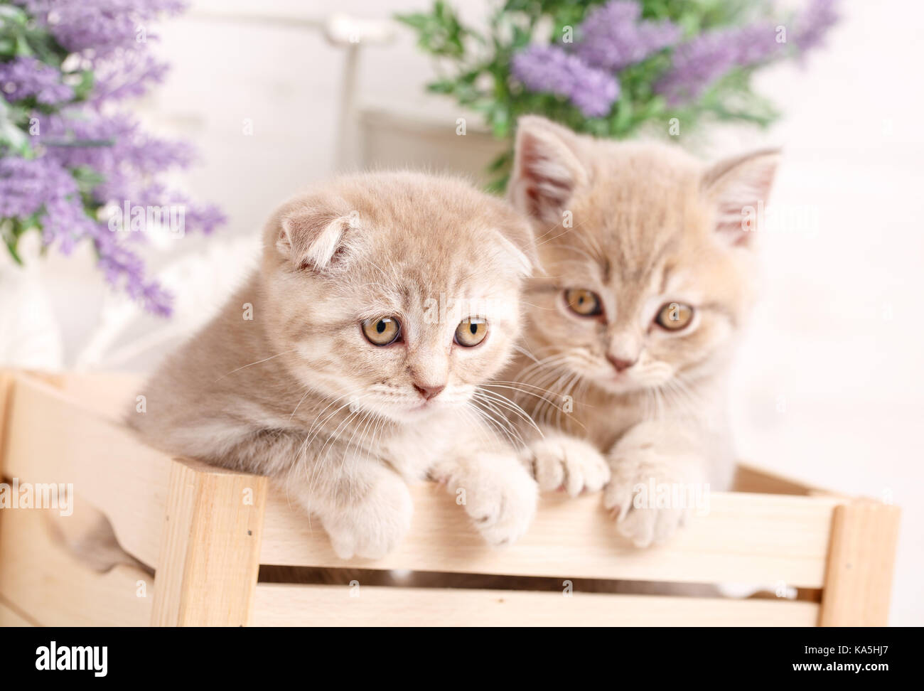 Little red scottish fold kittens playing in wooden box Stock Photo - Alamy