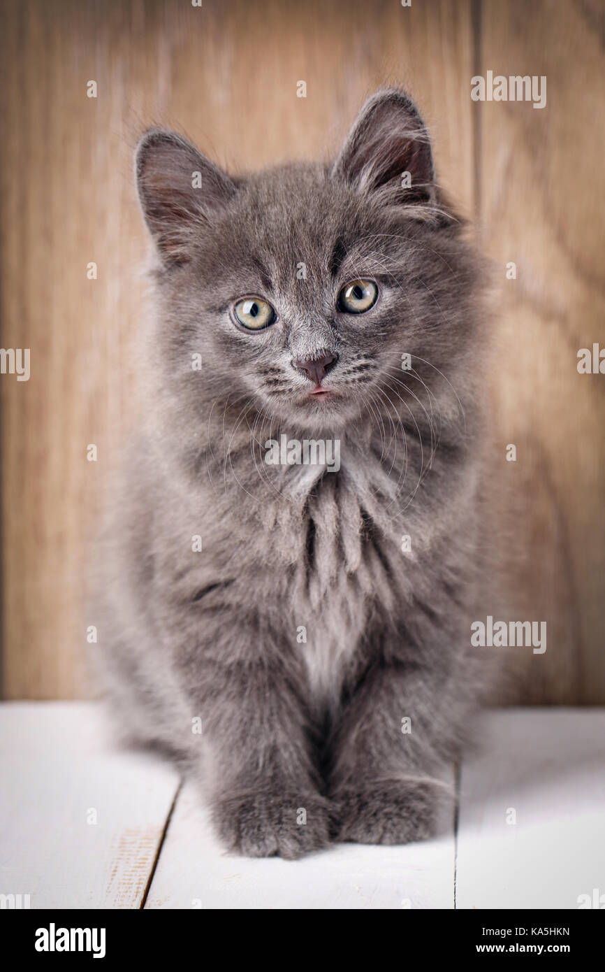 Cat facing the camera hi-res stock photography and images - Alamy