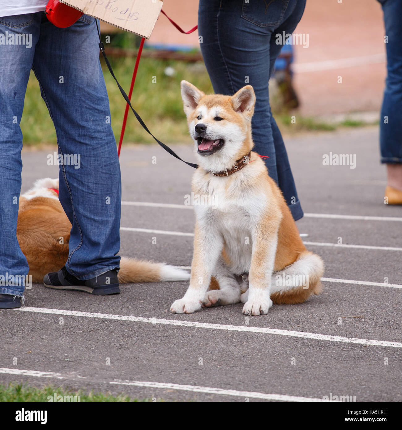 young dog sits near its owner Stock Photo - Alamy