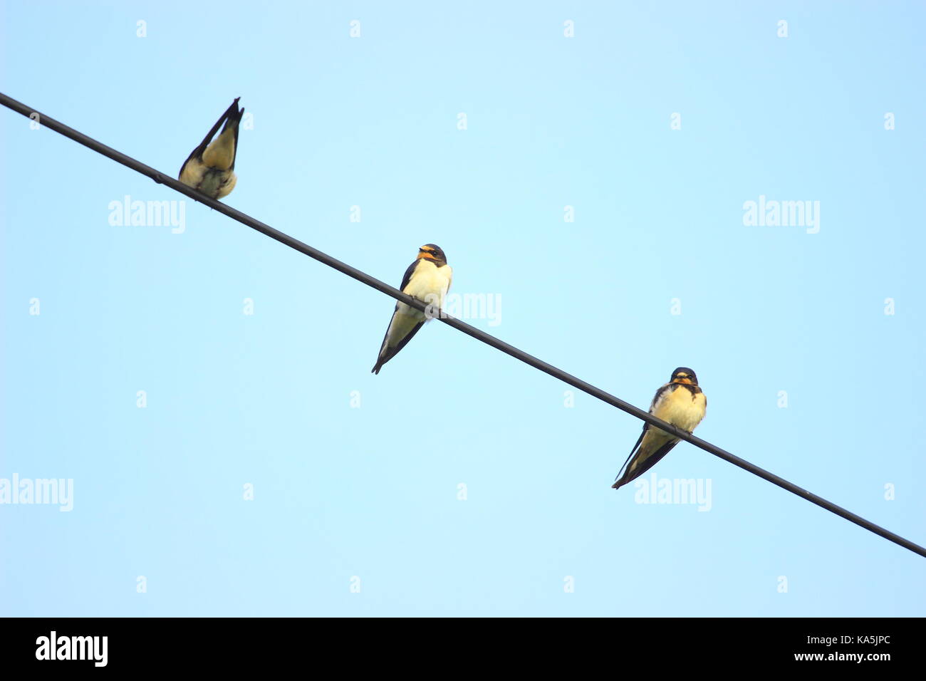 Swallows on wire in autumn, preparing for migration Stock Photo - Alamy