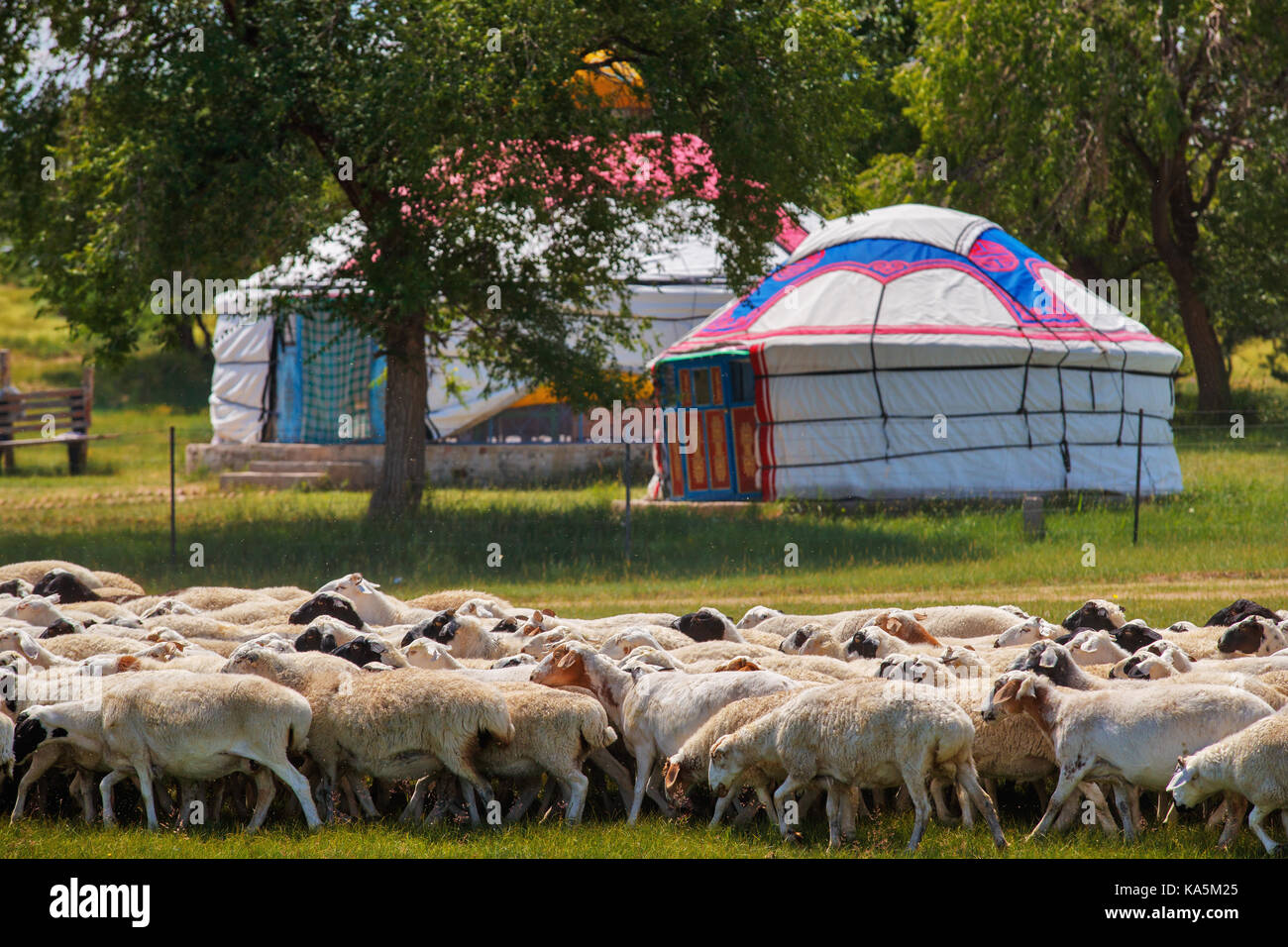 Mongolia countryside green High Resolution Stock Photography and Images ...