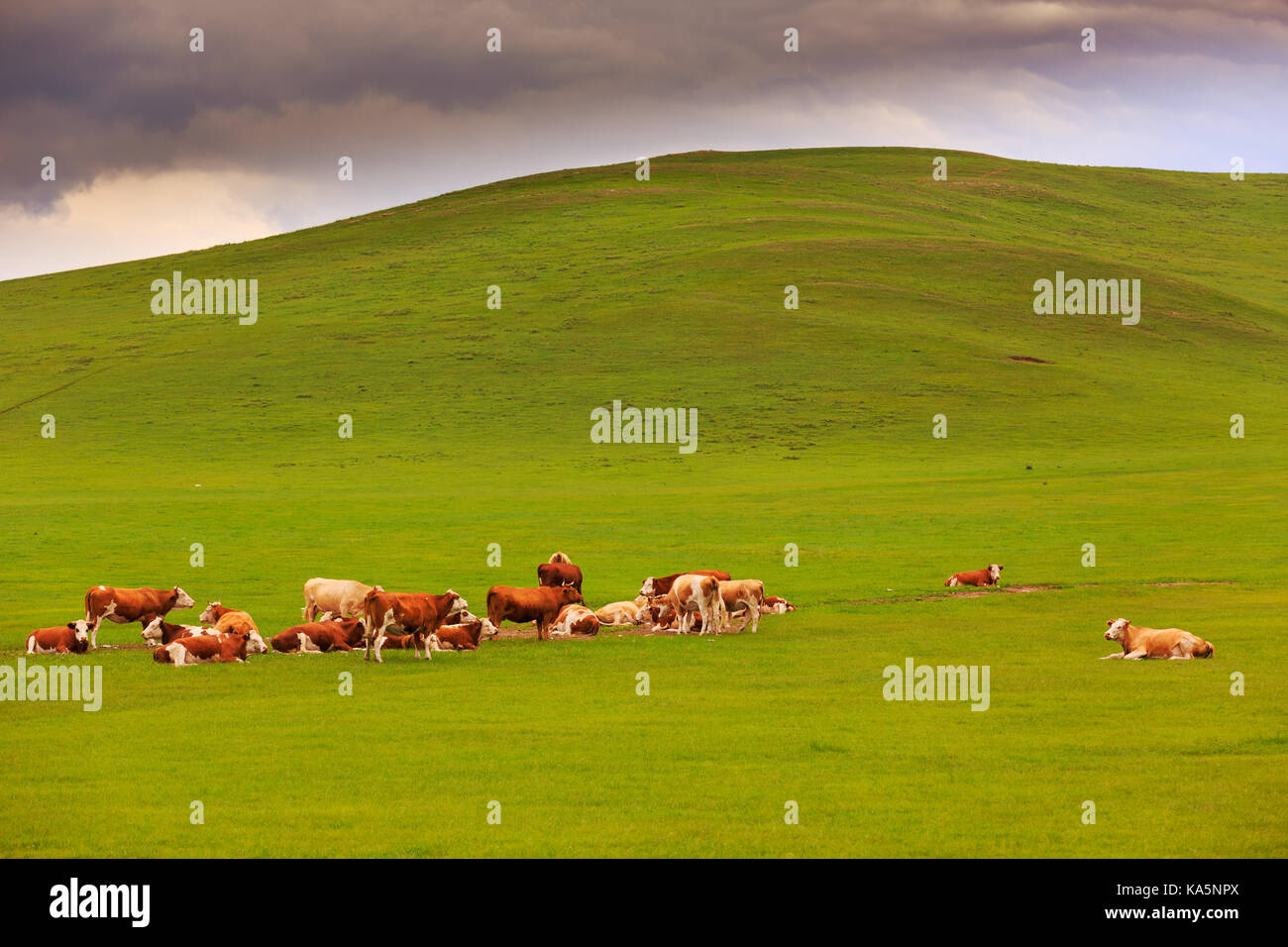 Grassland cow hi-res stock photography and images - Alamy