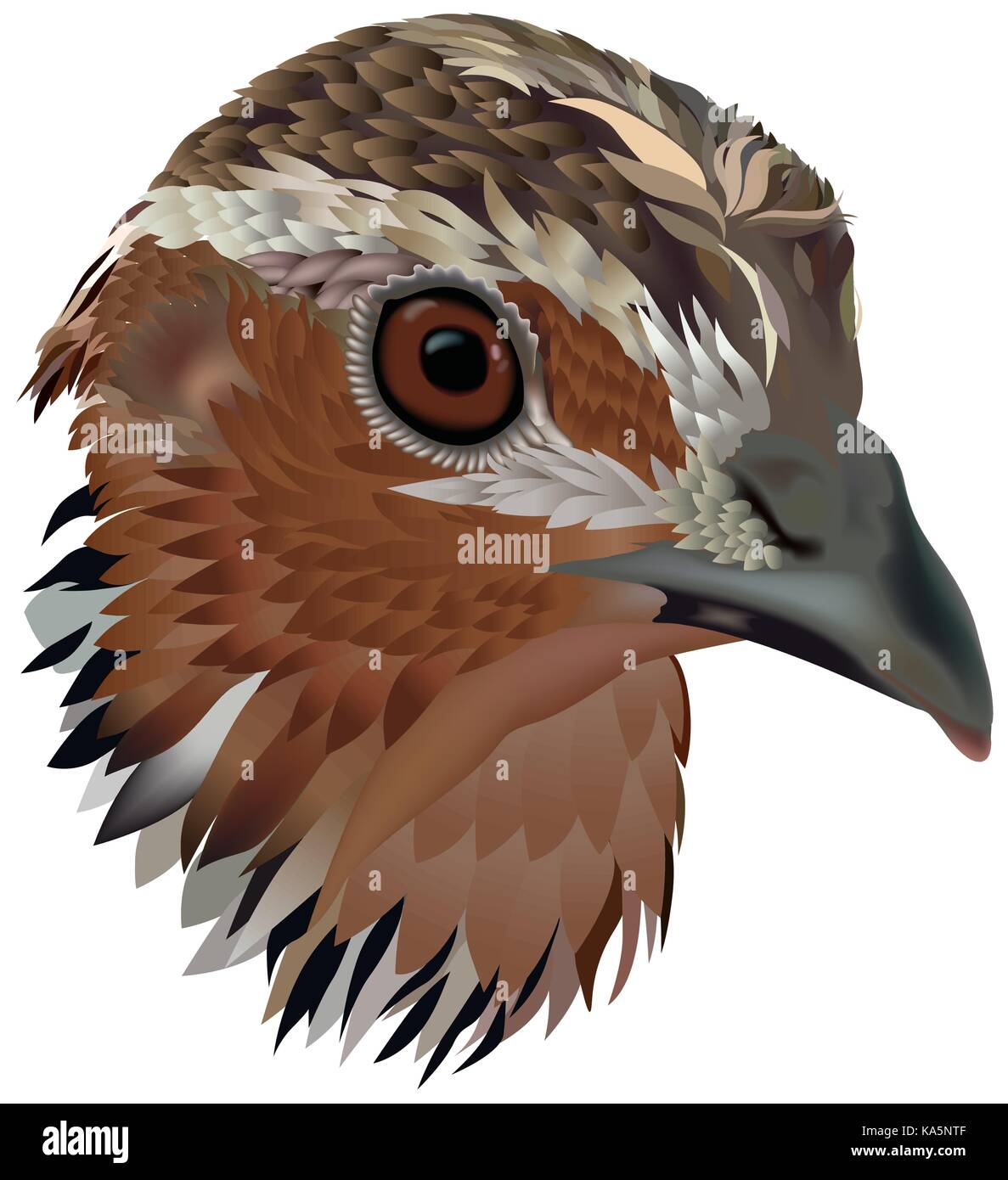 Fledgling vector vectors hi-res stock photography and images - Alamy