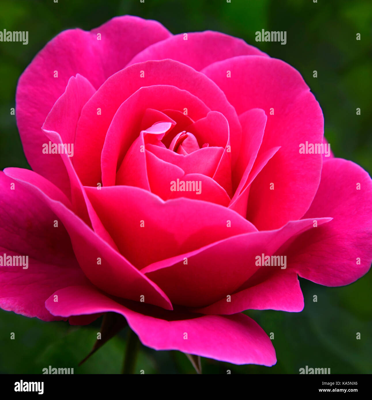 Pink rose hi-res stock photography and images - Alamy