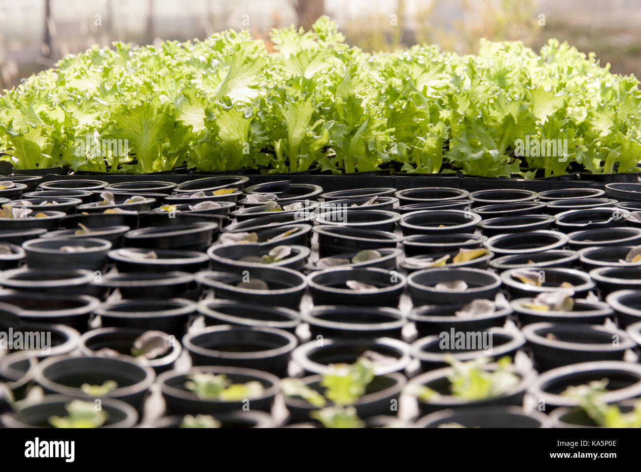 Organic hydroponic lettuce cultivation farm. green lettuce Stock Photo ...