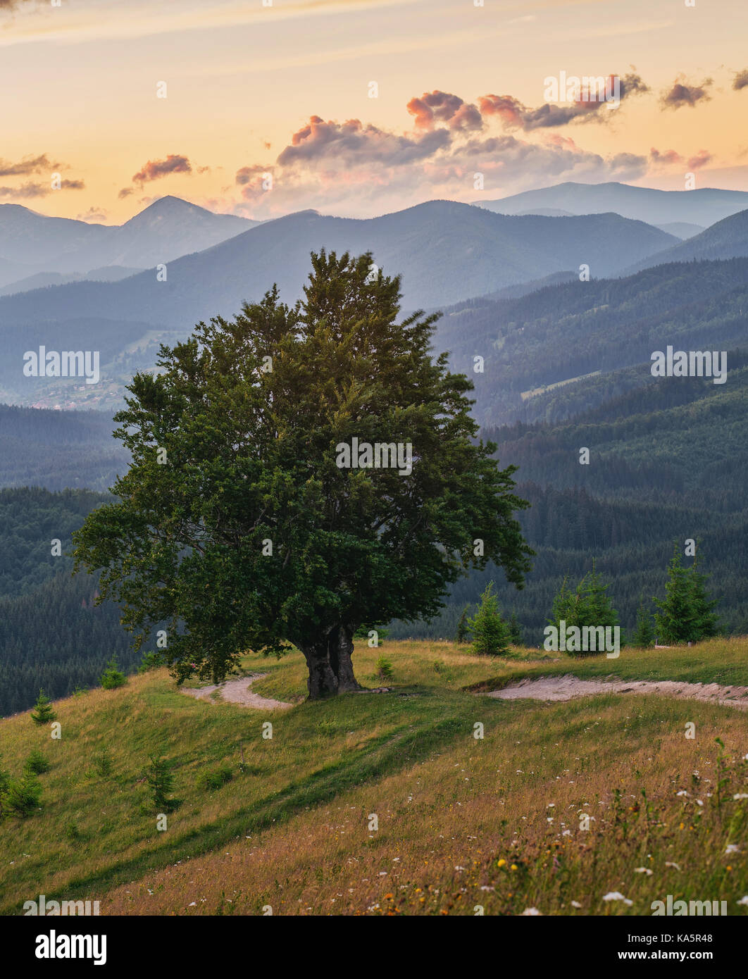 Mountain landscape. Lonely tree near the hiking path Stock Photo - Alamy