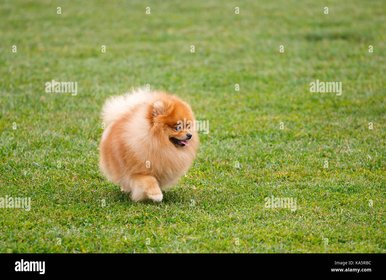 Spitz dog hi-res stock photography and images - Alamy
