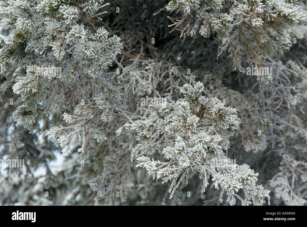 Snow-cowered fir branches. Winter background. Frost tree Stock Photo ...