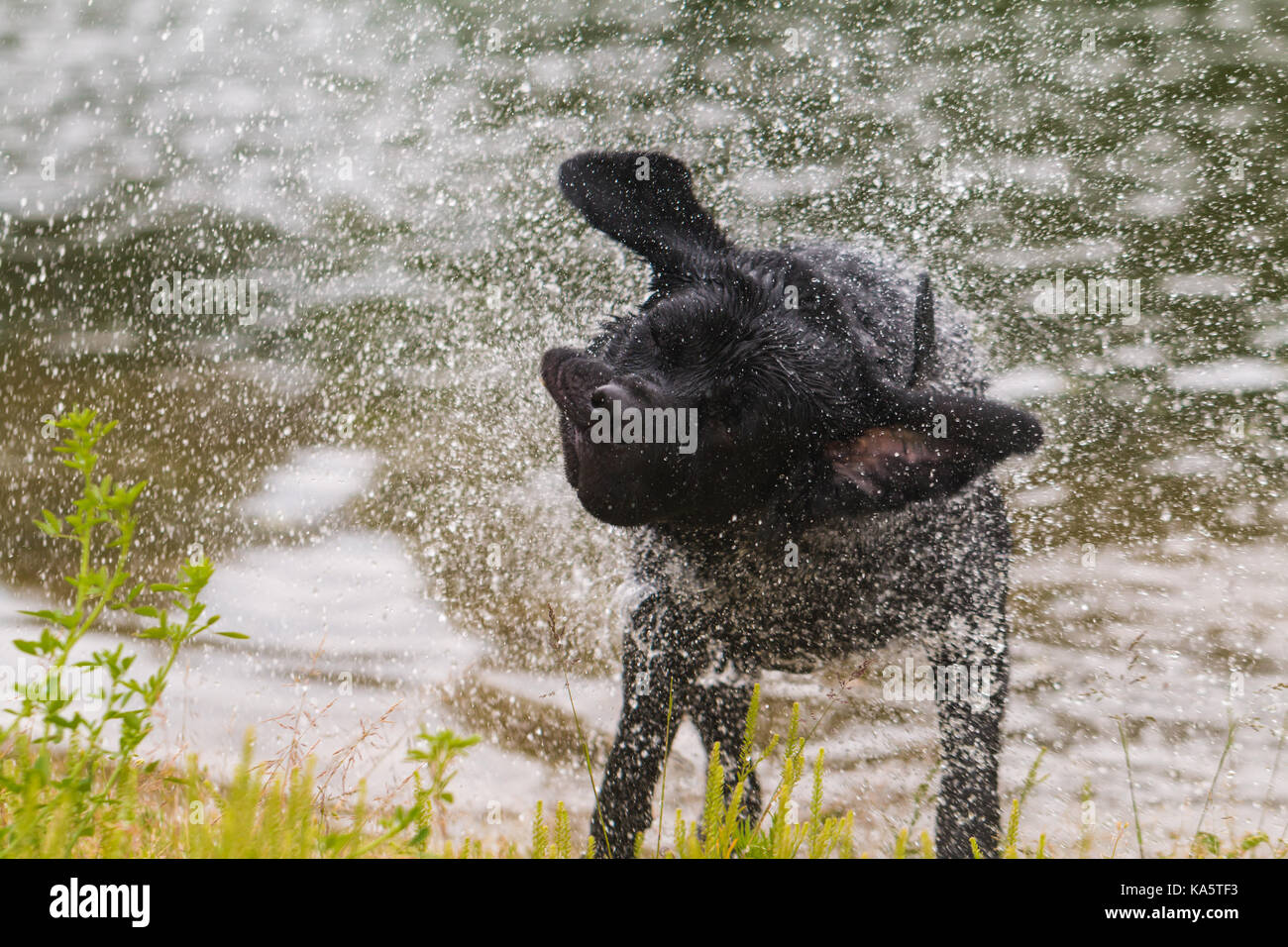 Black Labrador retriever dog. Splash after water bath Stock Photo - Alamy