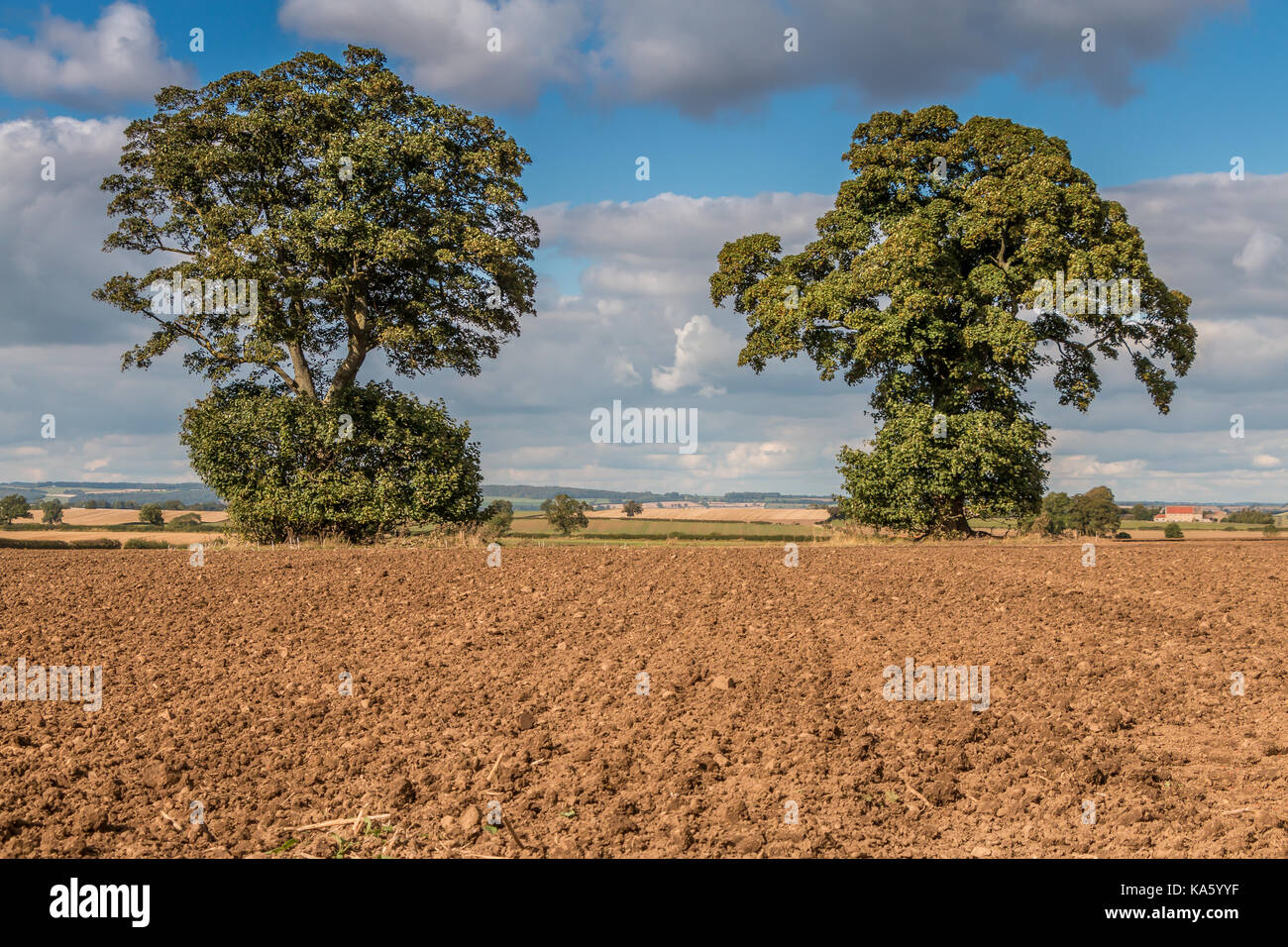 UK farming, late afternoon sunshine on two Sycamore trees on the ...