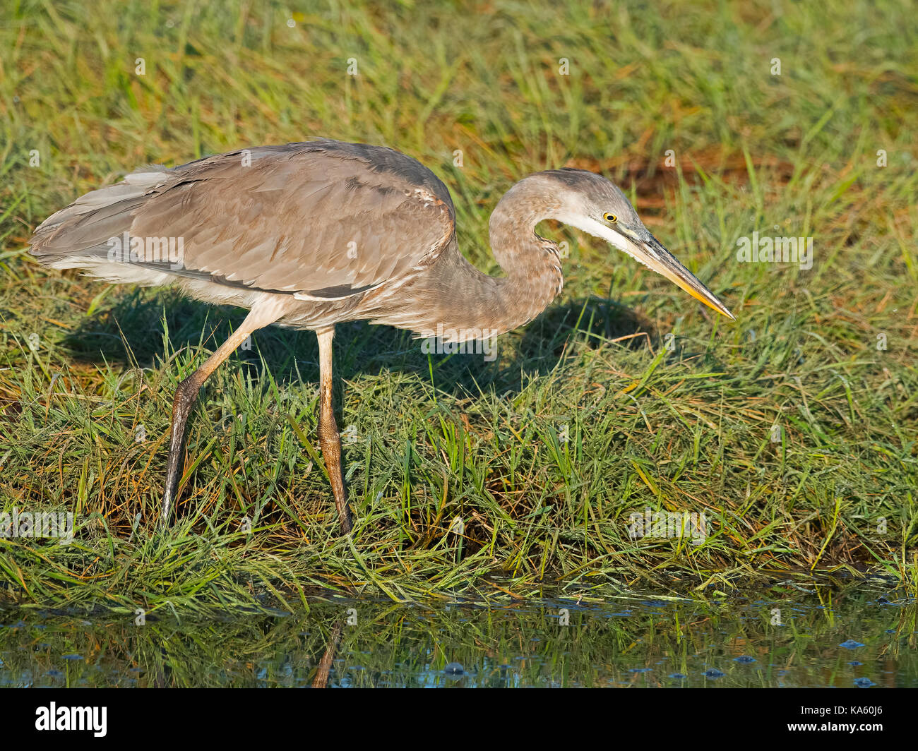 Great Blue Heron Hunting Stock Photo - Alamy
