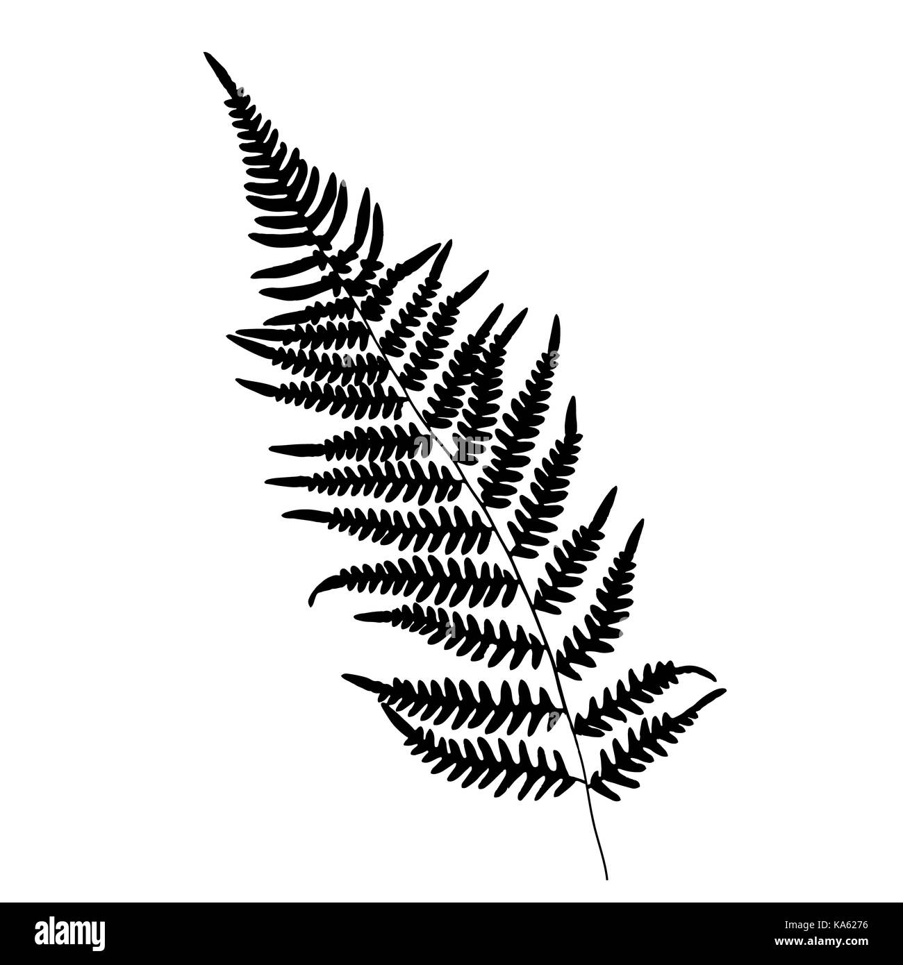 Tropical border plants Black and White Stock Photos & Images - Alamy