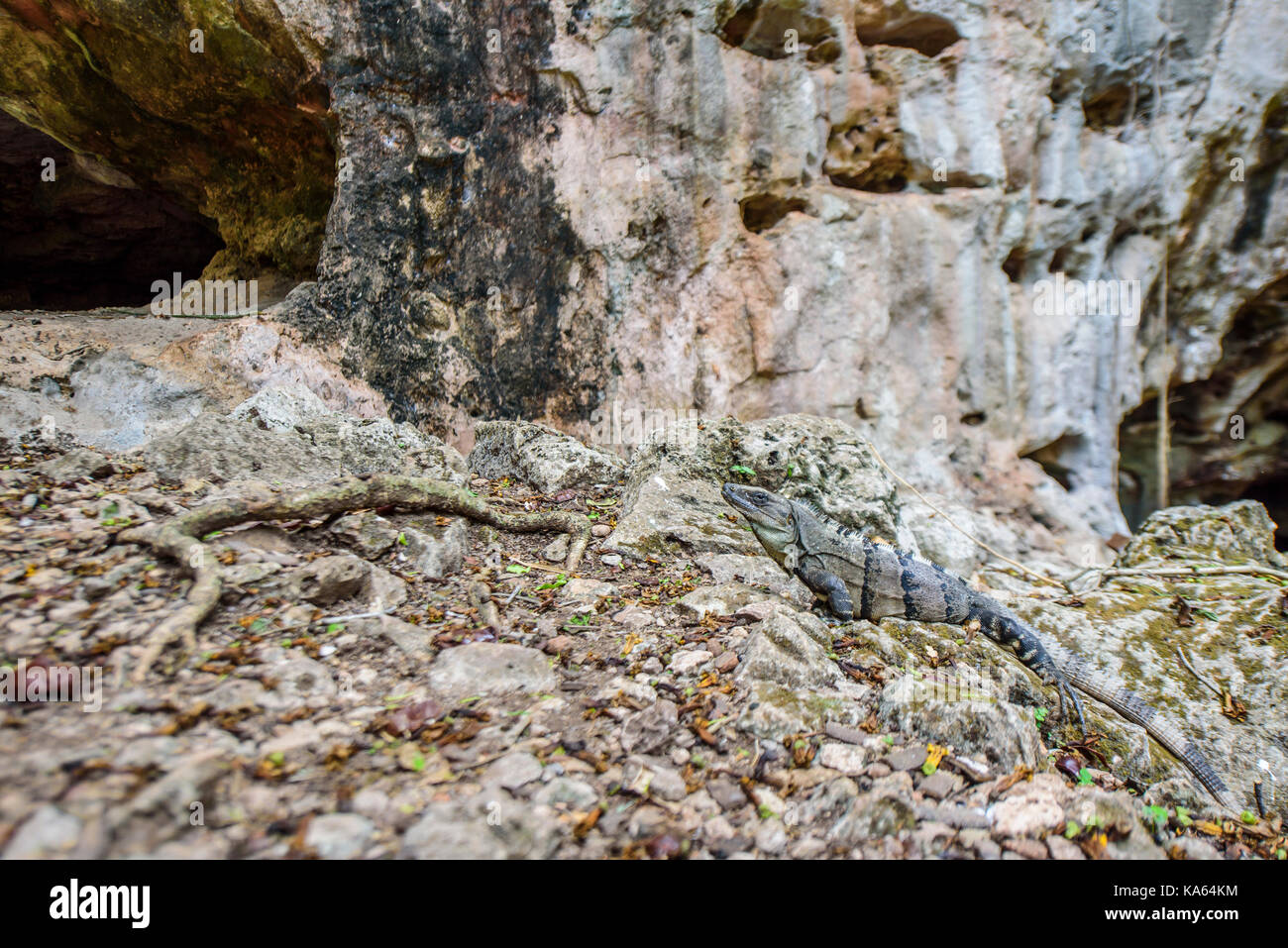 Loltun caves. Yucatán. Mexico Stock Photo - Alamy
