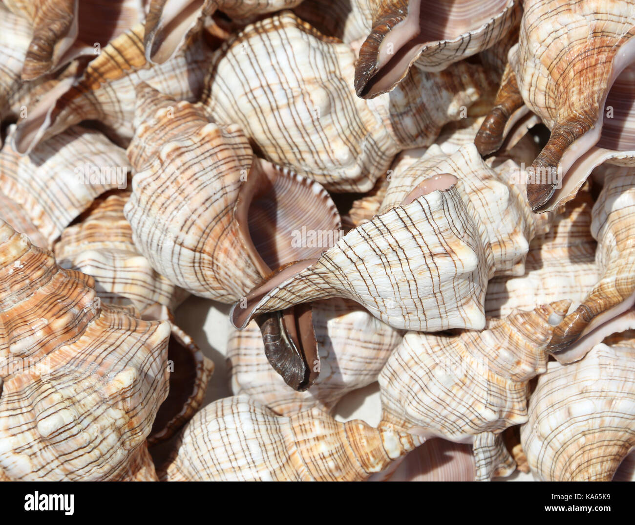 Background of many exotic shells for sale in the souvenir shop Stock ...