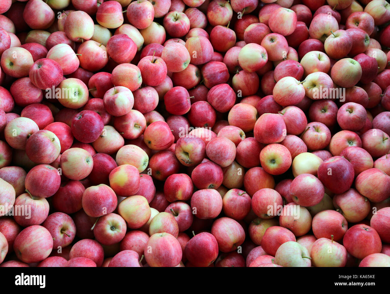 beautiful background of many red ripe apples ready to eat Stock Photo ...