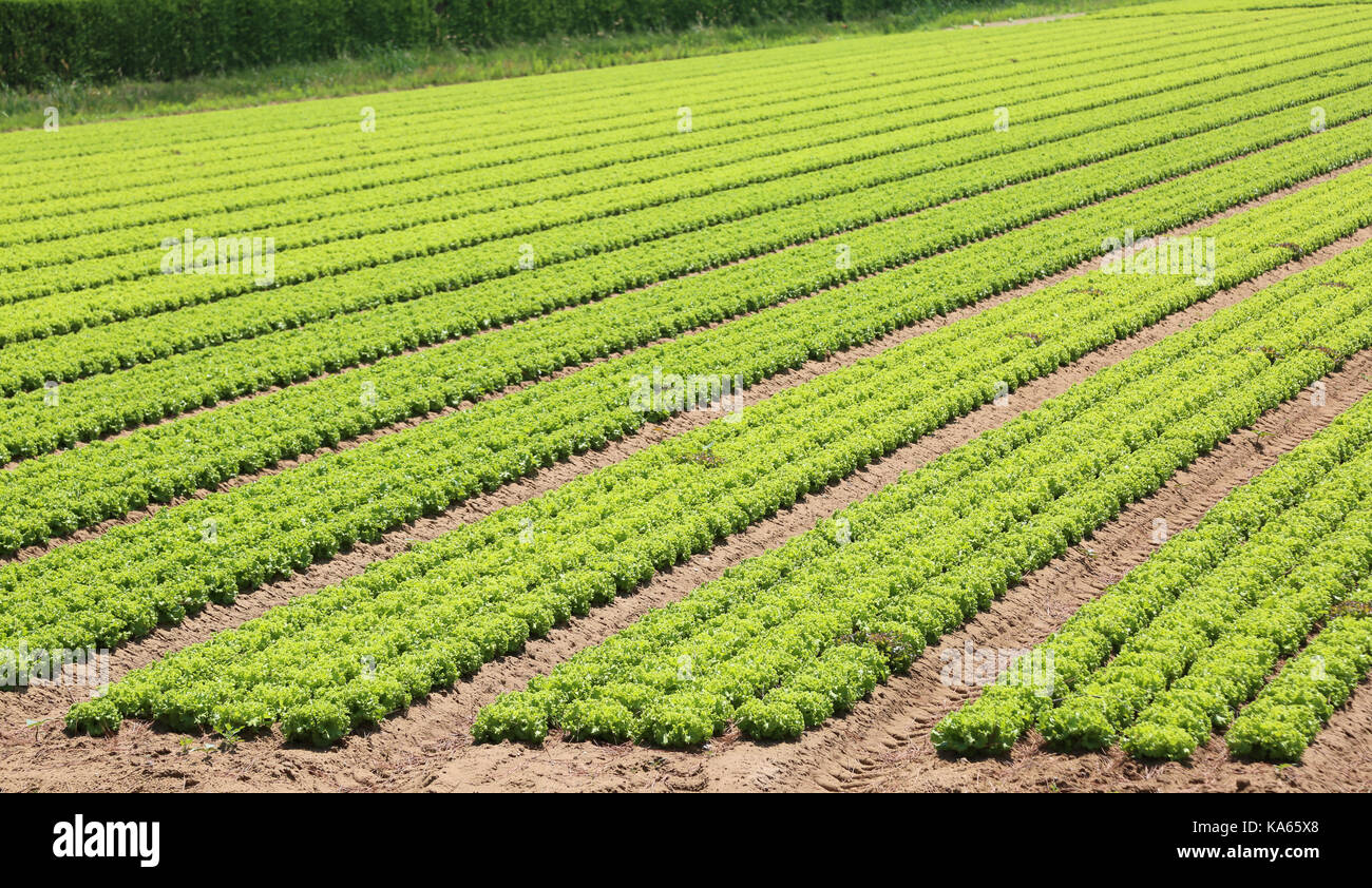 cultivated lettuce field in an intensive farming plantation Stock Photo ...