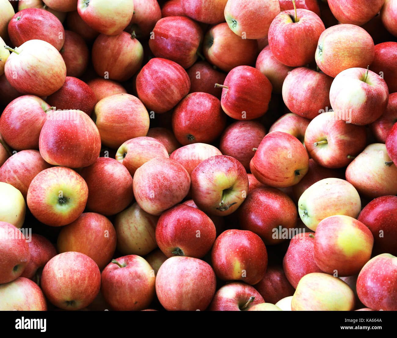 ripe red apples just harvested in the orchard ready to be eaten Stock ...
