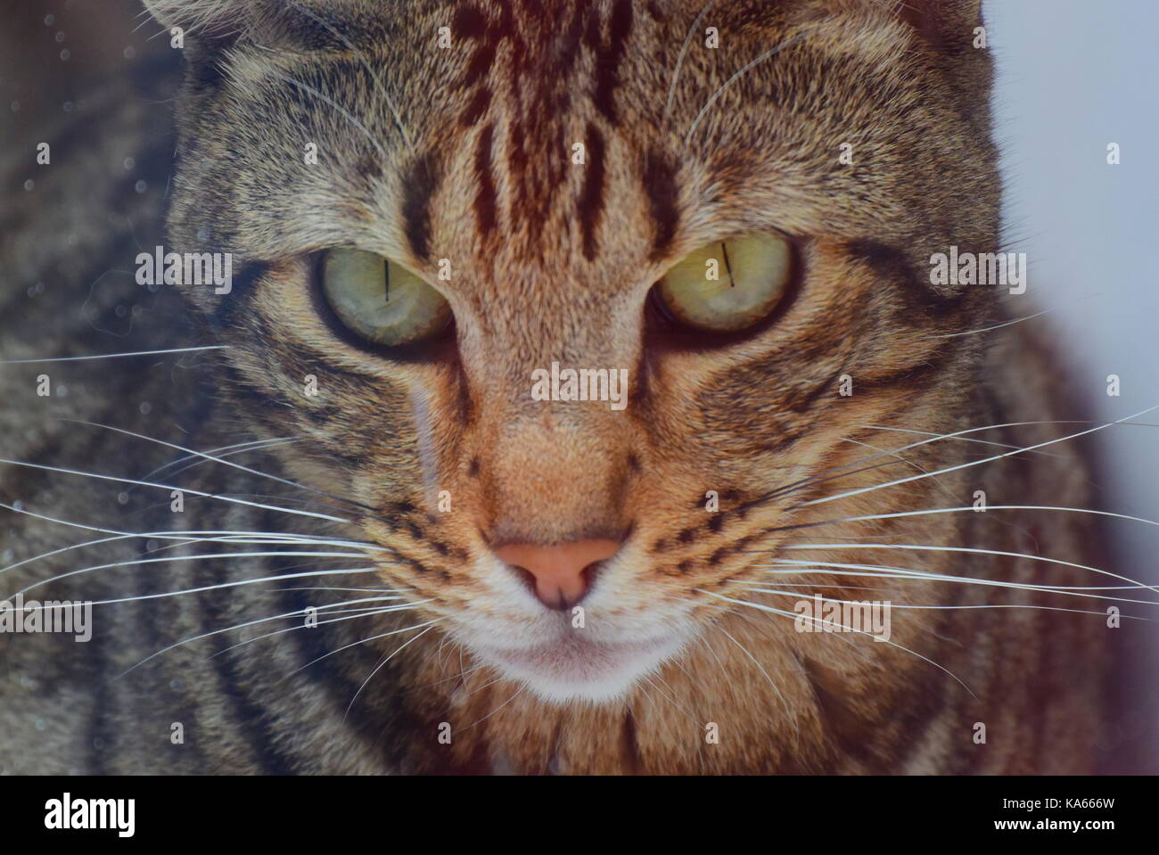 Mysterious cat hi-res stock photography and images - Alamy