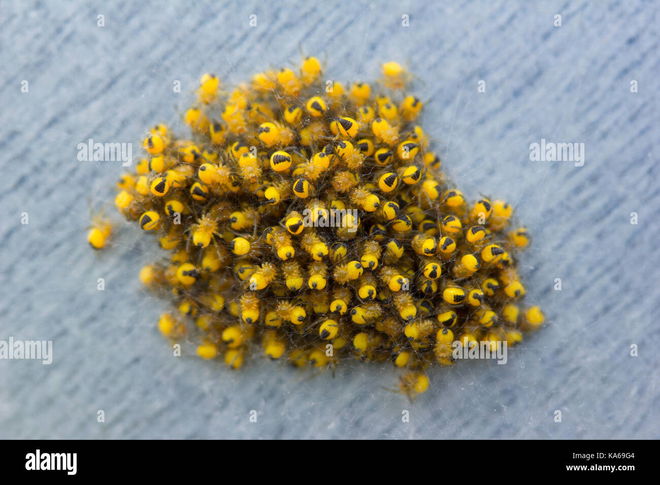 big pile of small yellow young spiders in the web. macro photo ...