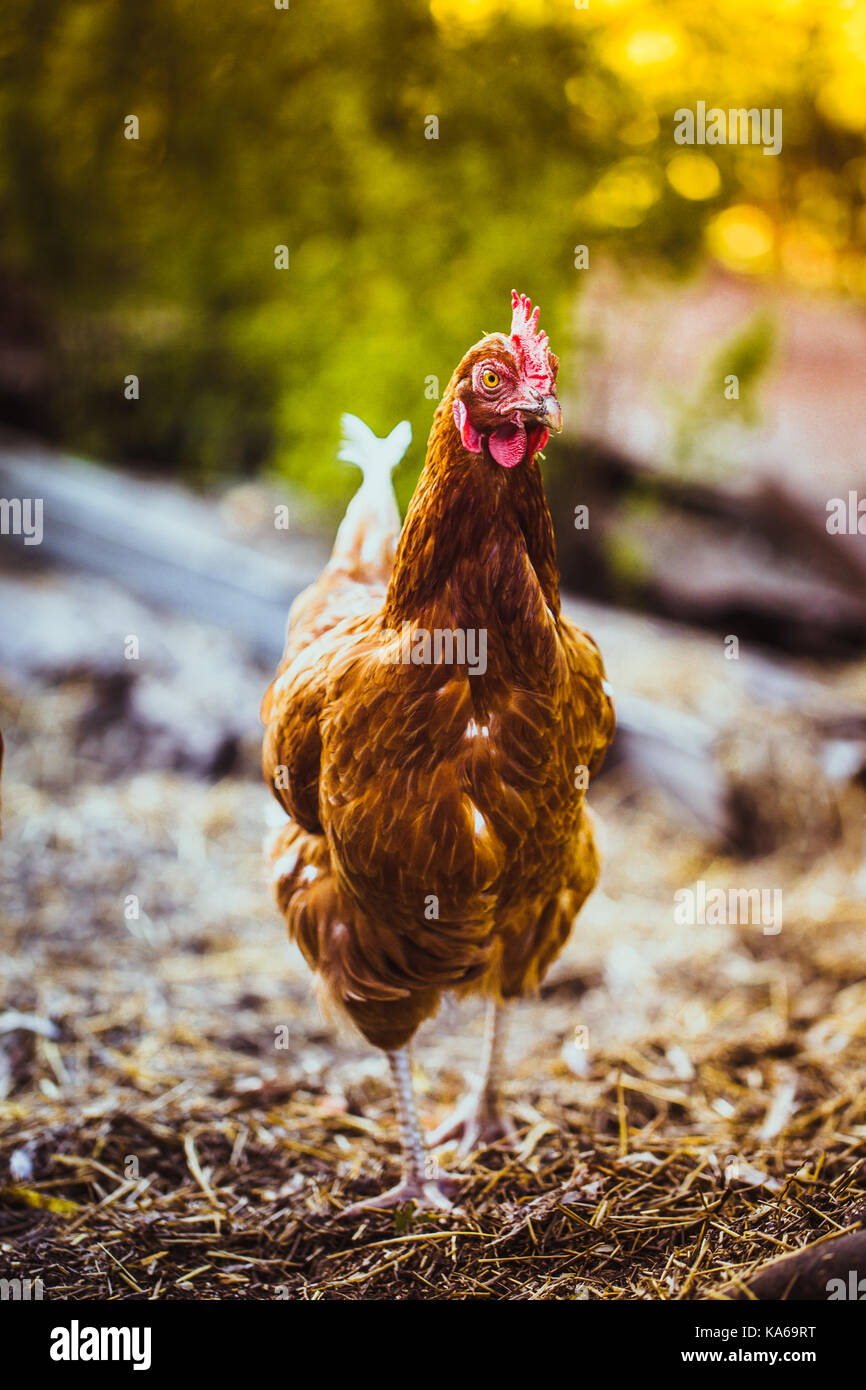 Chickens running on the grass against the background of nature Stock ...