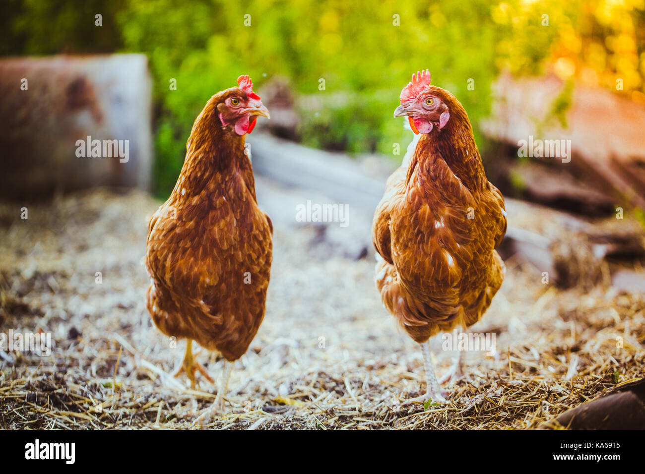Chickens running on the grass against the background of nature Stock ...