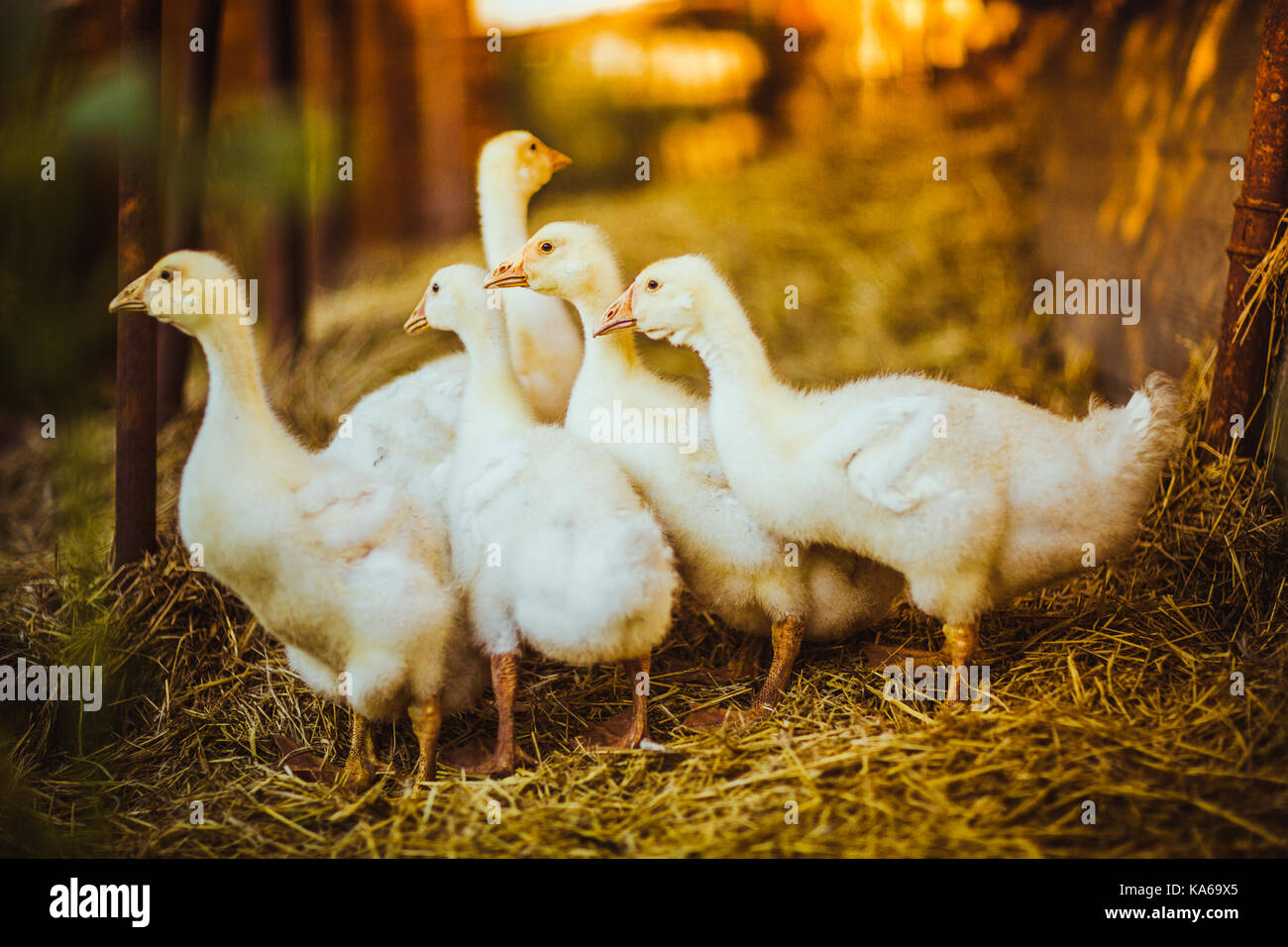 Five young goose together sit in the grass Stock Photo - Alamy