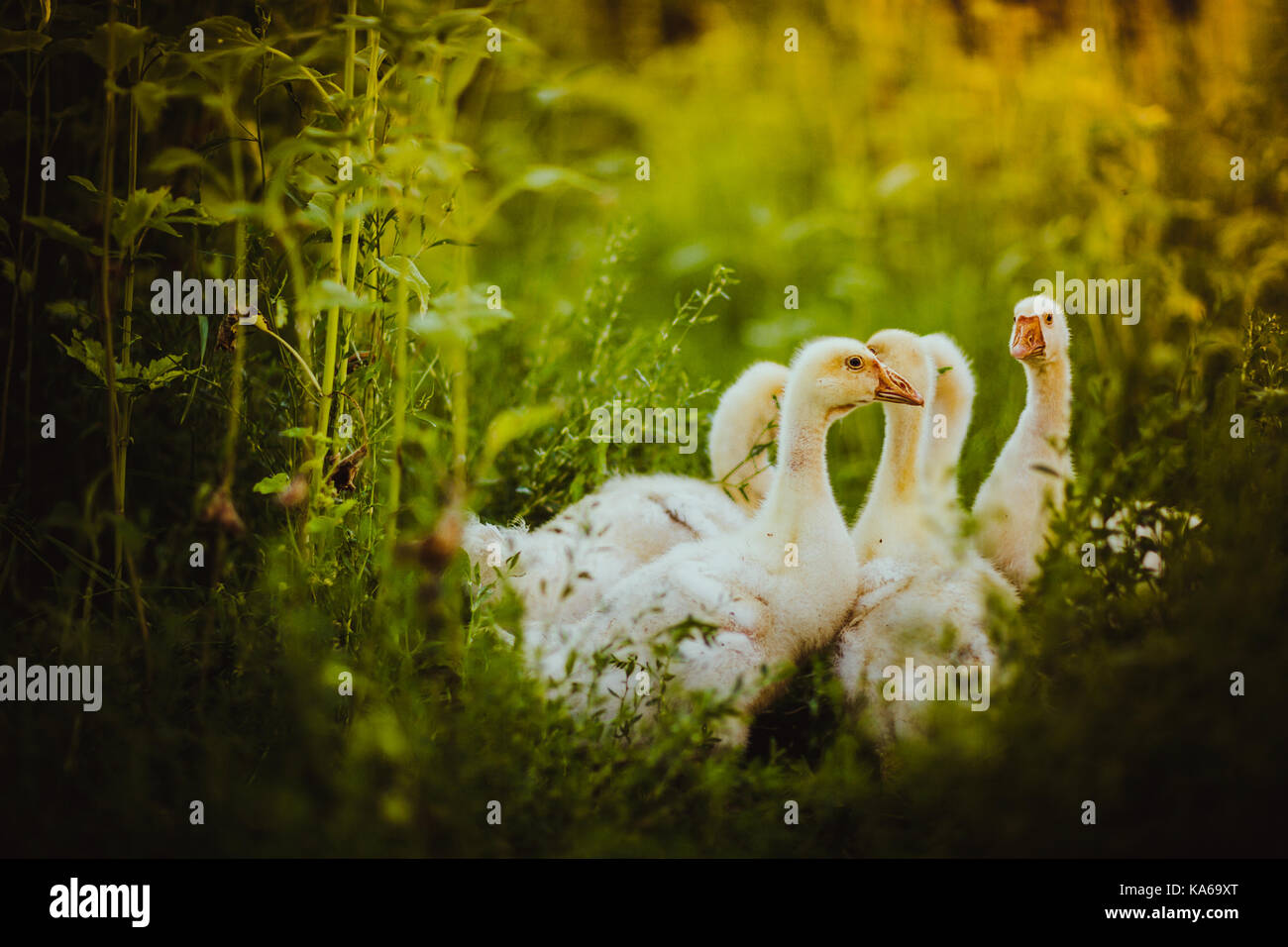 Five young goose together sit in the grass Stock Photo - Alamy
