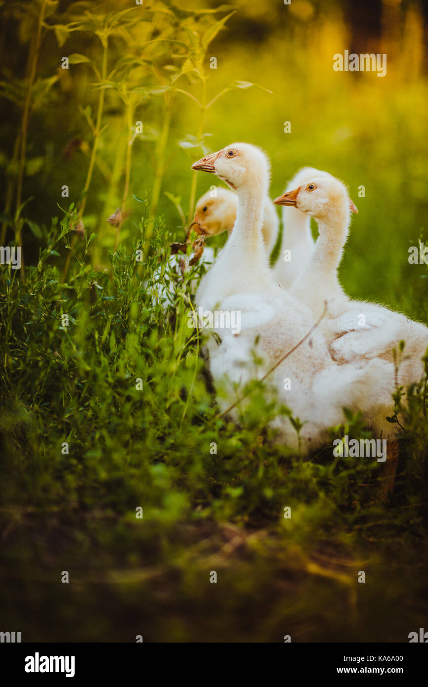 Five young goose together sit in the grass Stock Photo - Alamy