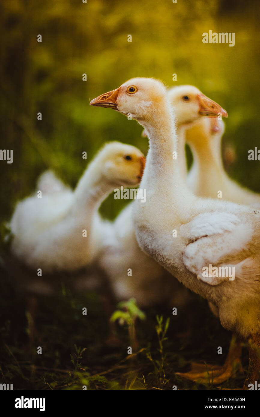 Five young goose together sit in the grass Stock Photo - Alamy