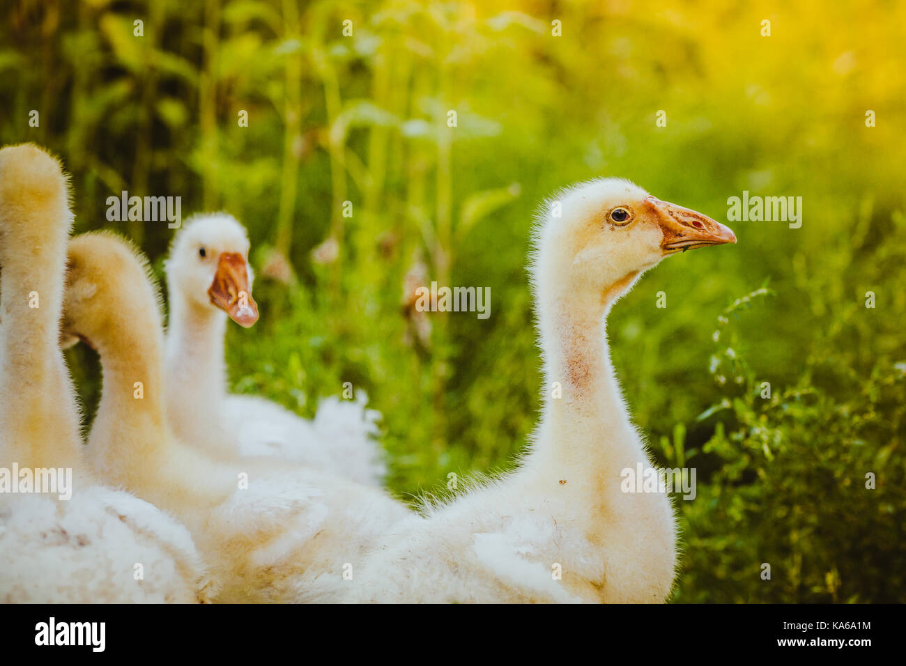 Five young goose together sit in the grass Stock Photo - Alamy