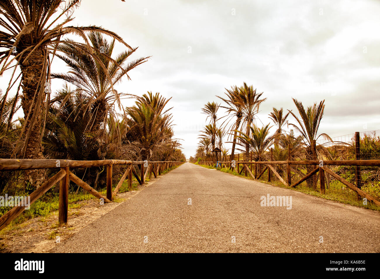 footpath with wooden fences and palm-tree Stock Photo - Alamy