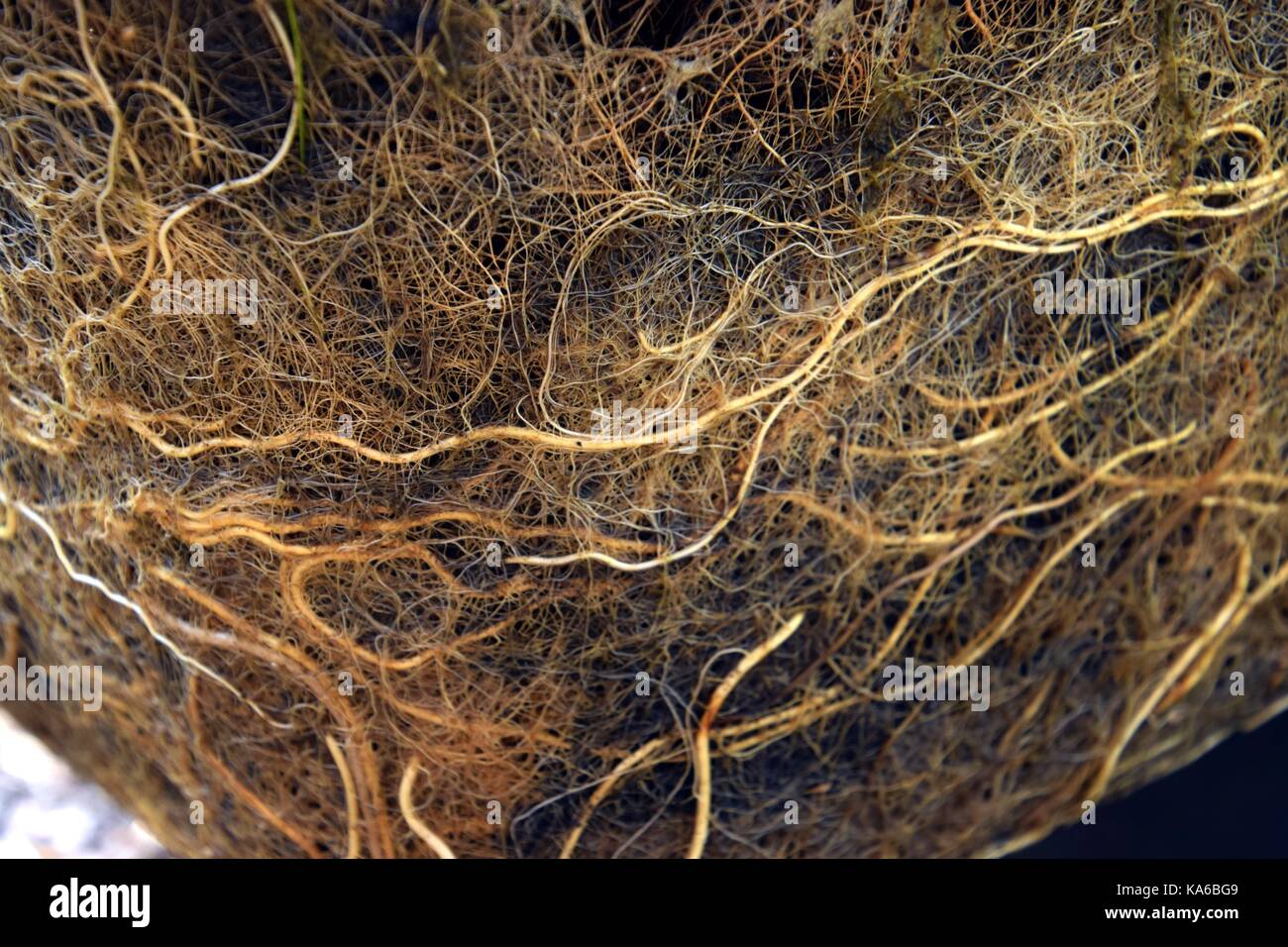 root brain or root System with algae, root Network, root mass, radicle ...