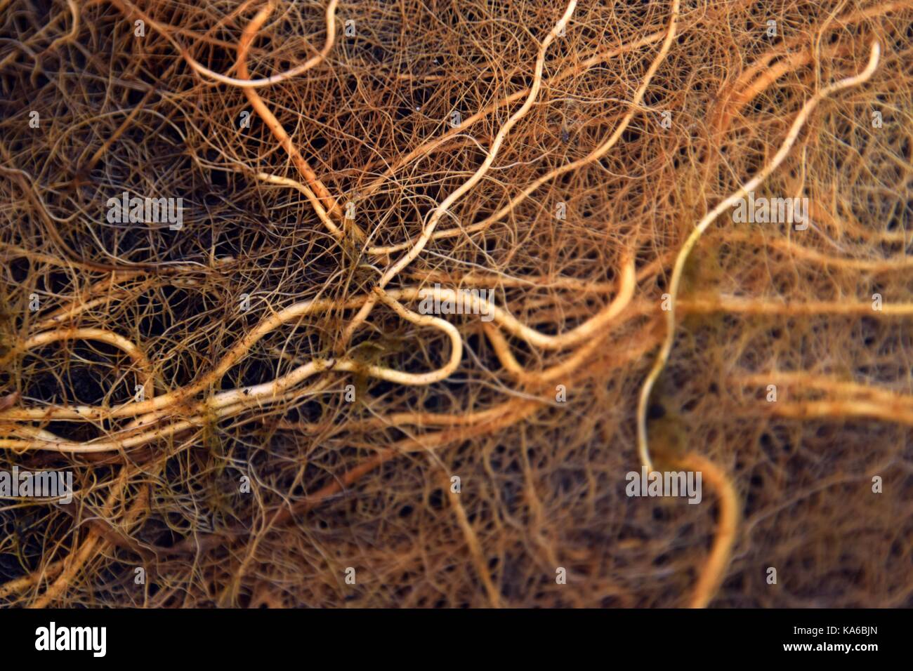 root brain or root System with algae, root Network, root mass, radicle ...