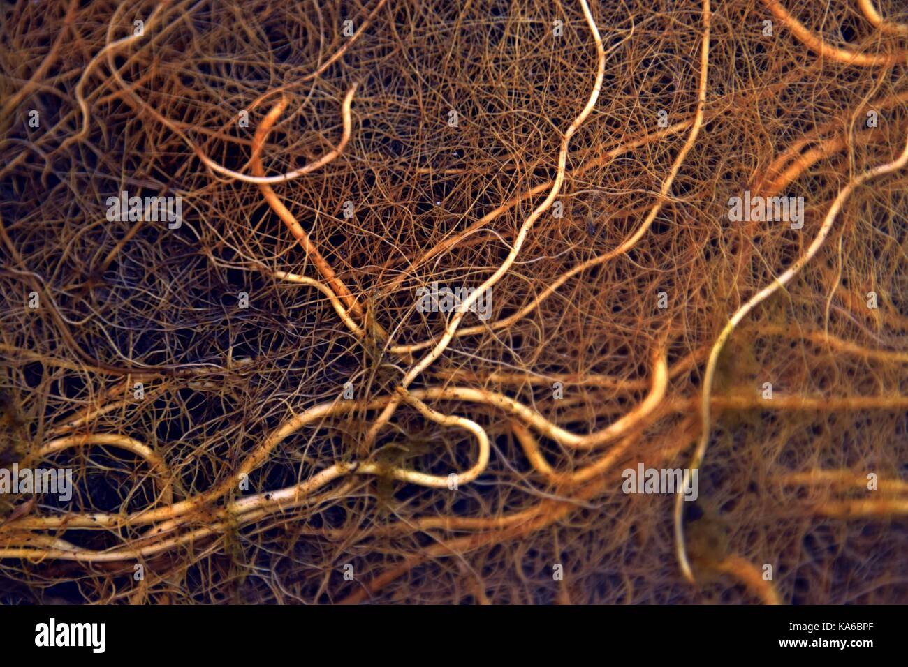 root brain or root System with algae, root Network, root mass, radicle ...