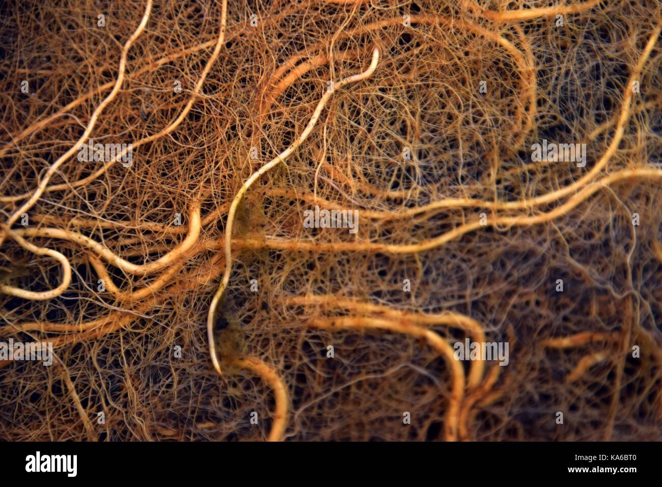Homorhizie hi-res stock photography and images - Alamy