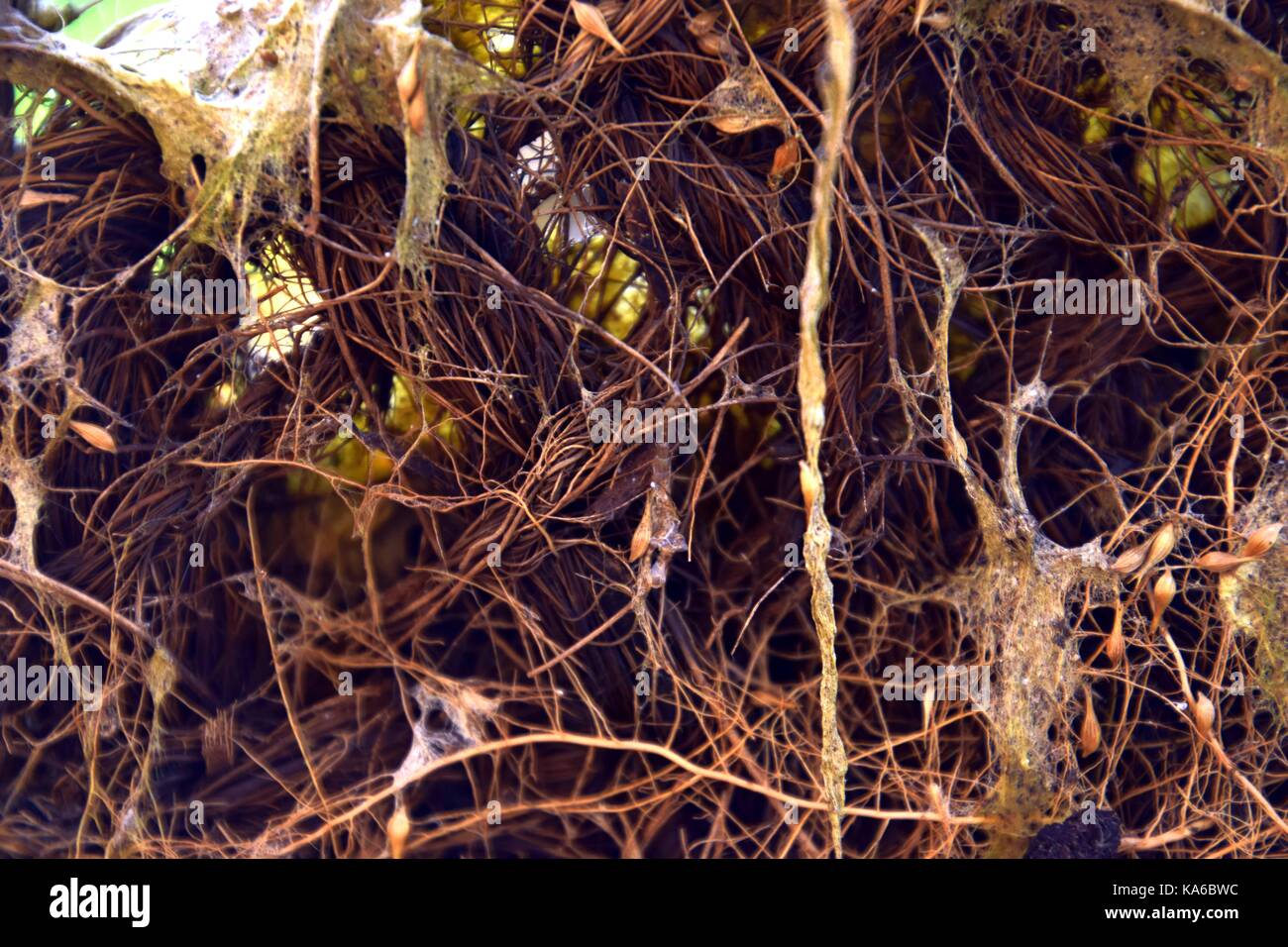 root brain or root System with algae, root Network, root mass, radicle ...