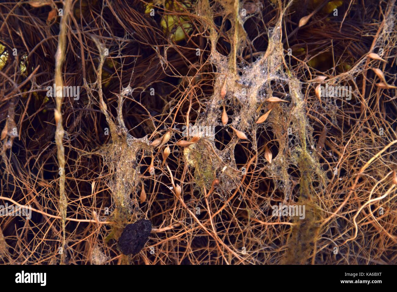 root brain or root System with algae, root Network, root mass, radicle ...