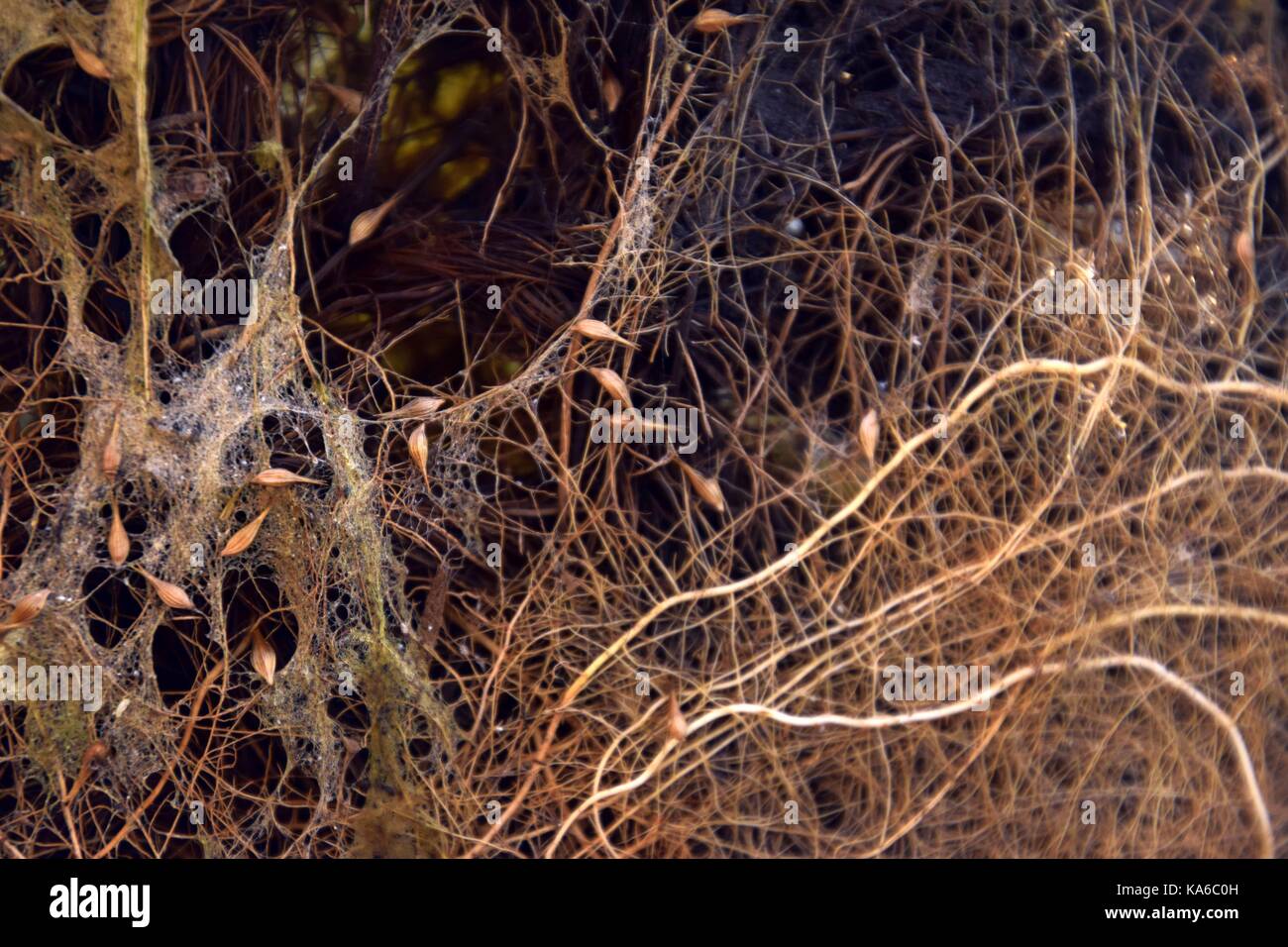 root brain or root System with algae, root Network, root mass, radicle ...