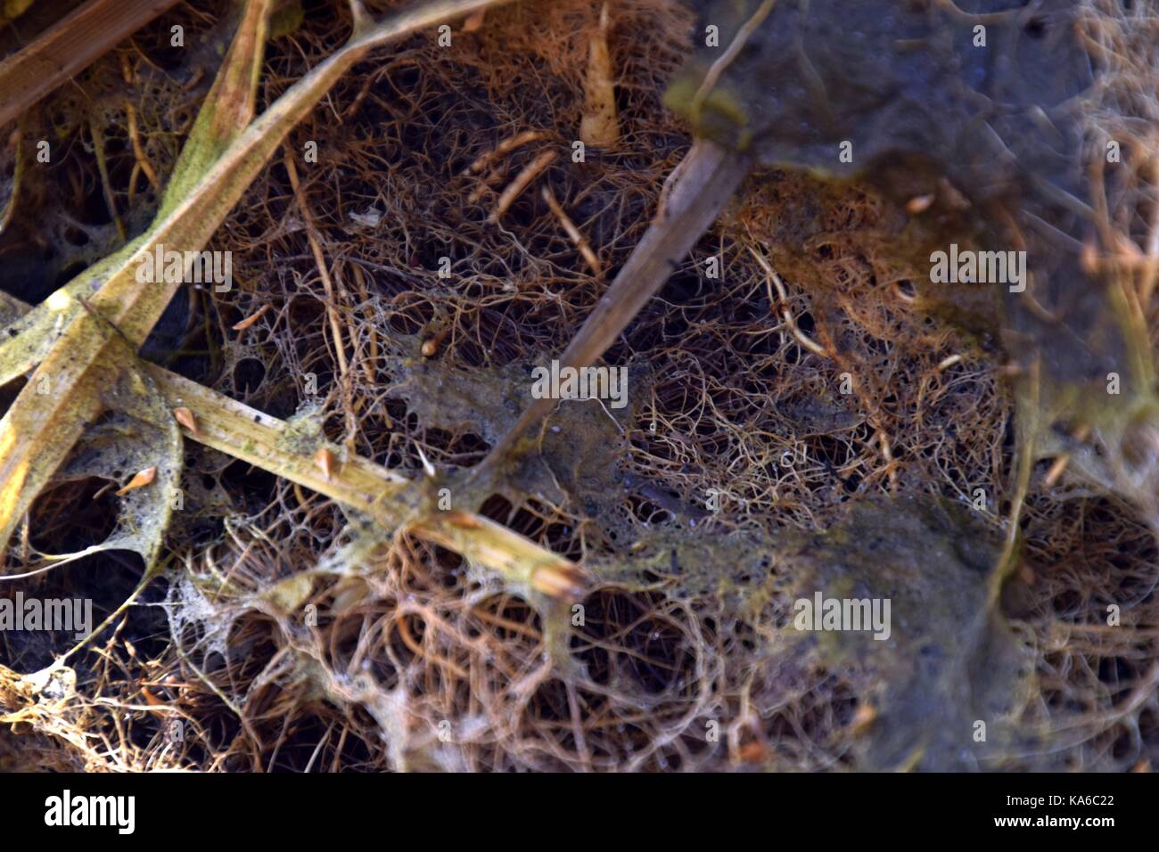 root brain or root System with algae, root Network, root mass, radicle ...