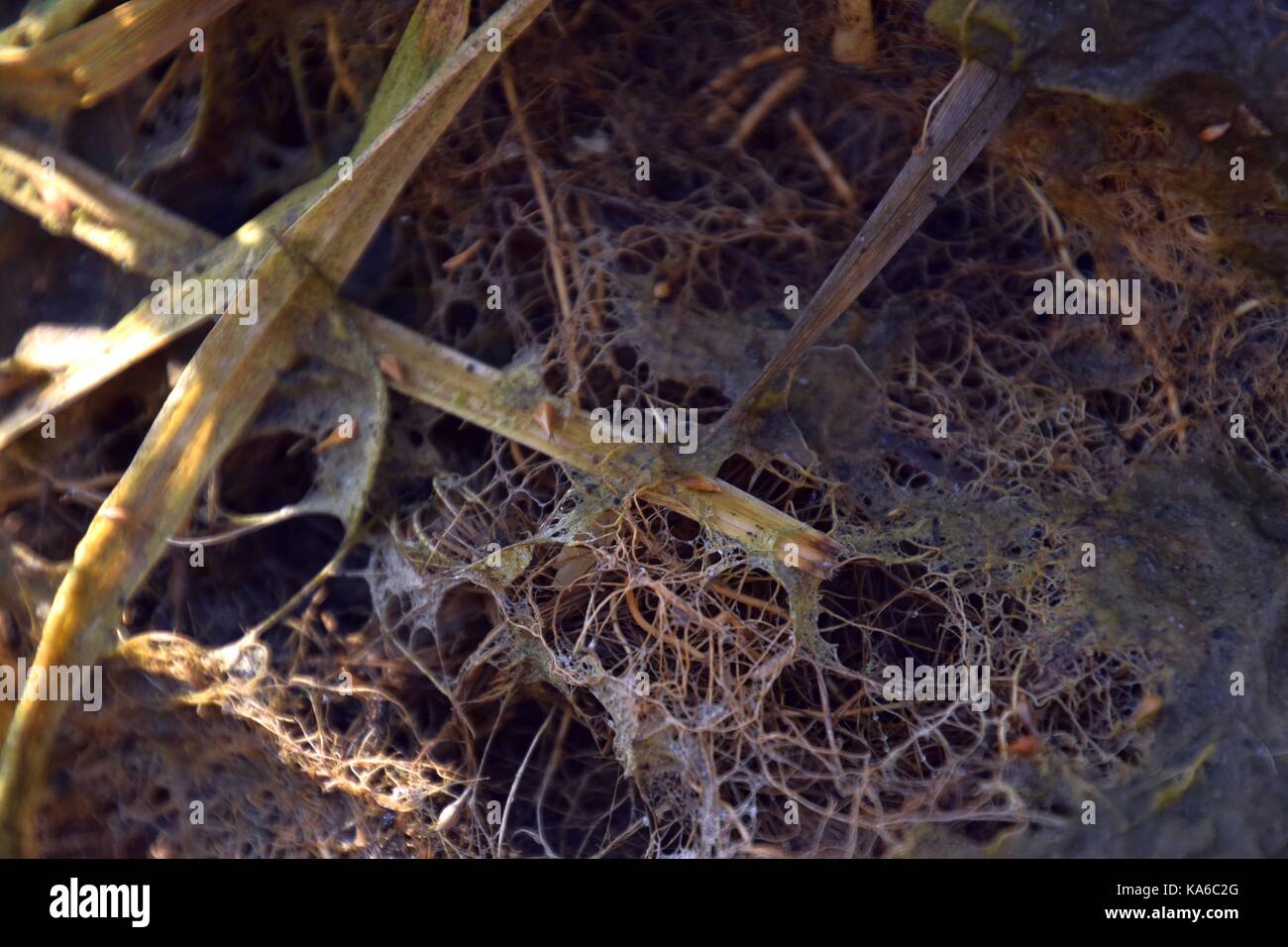 root brain or root System with algae, root Network, root mass, radicle ...