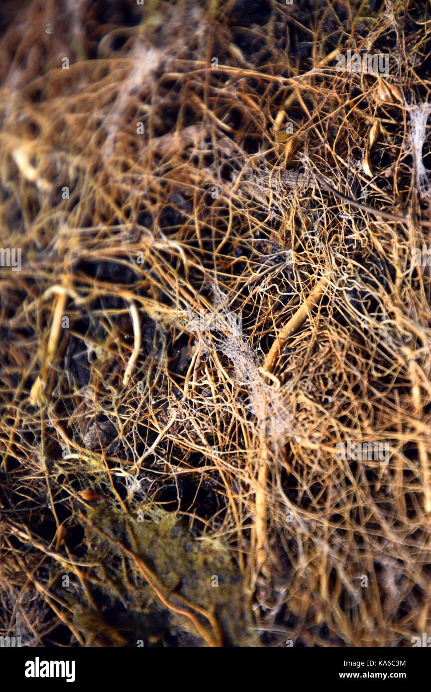 root brain or root System with algae, root Network, root mass, radicle ...